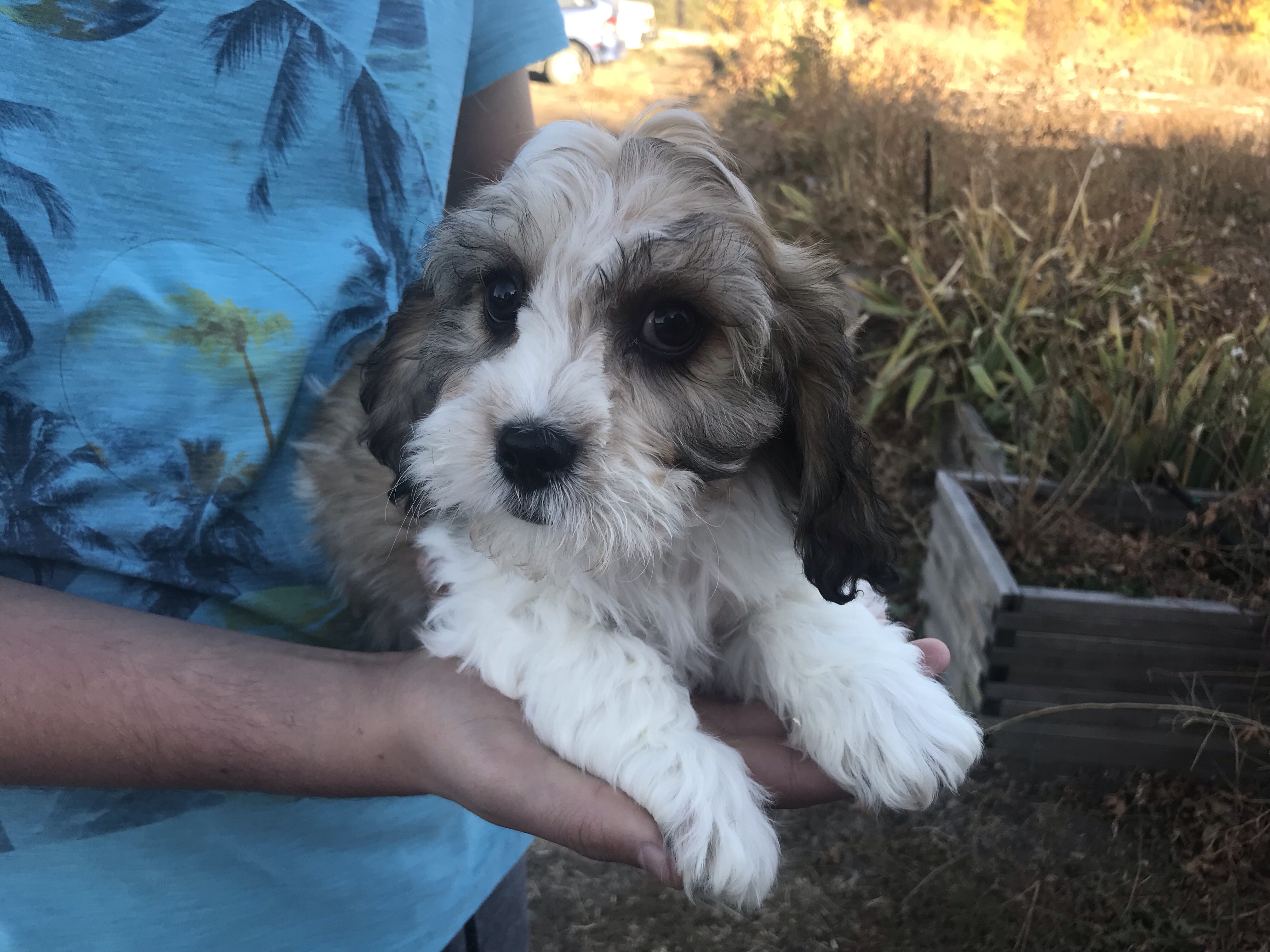 Here They Are | SILVER PAW CAVACHONS