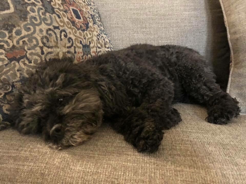 Black Cavachons | SILVER PAW CAVACHONS