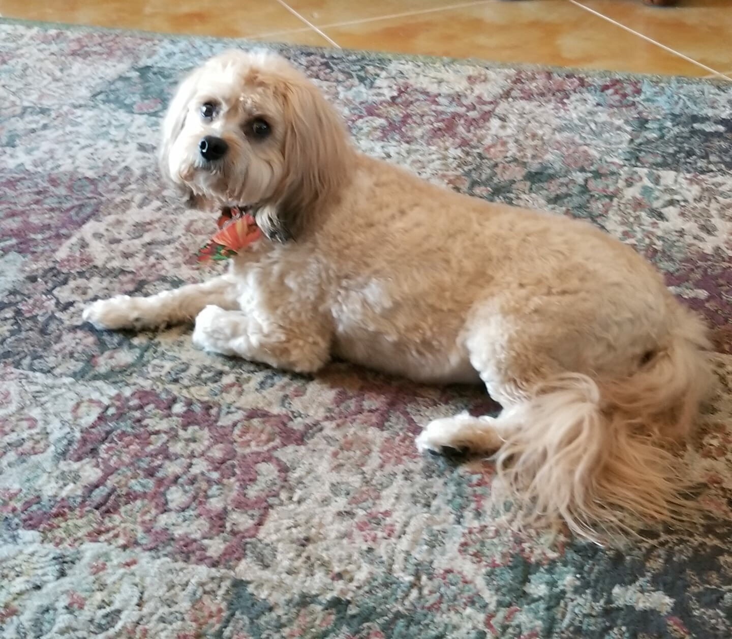 Macy Solid Sable | SILVER PAW CAVACHONS