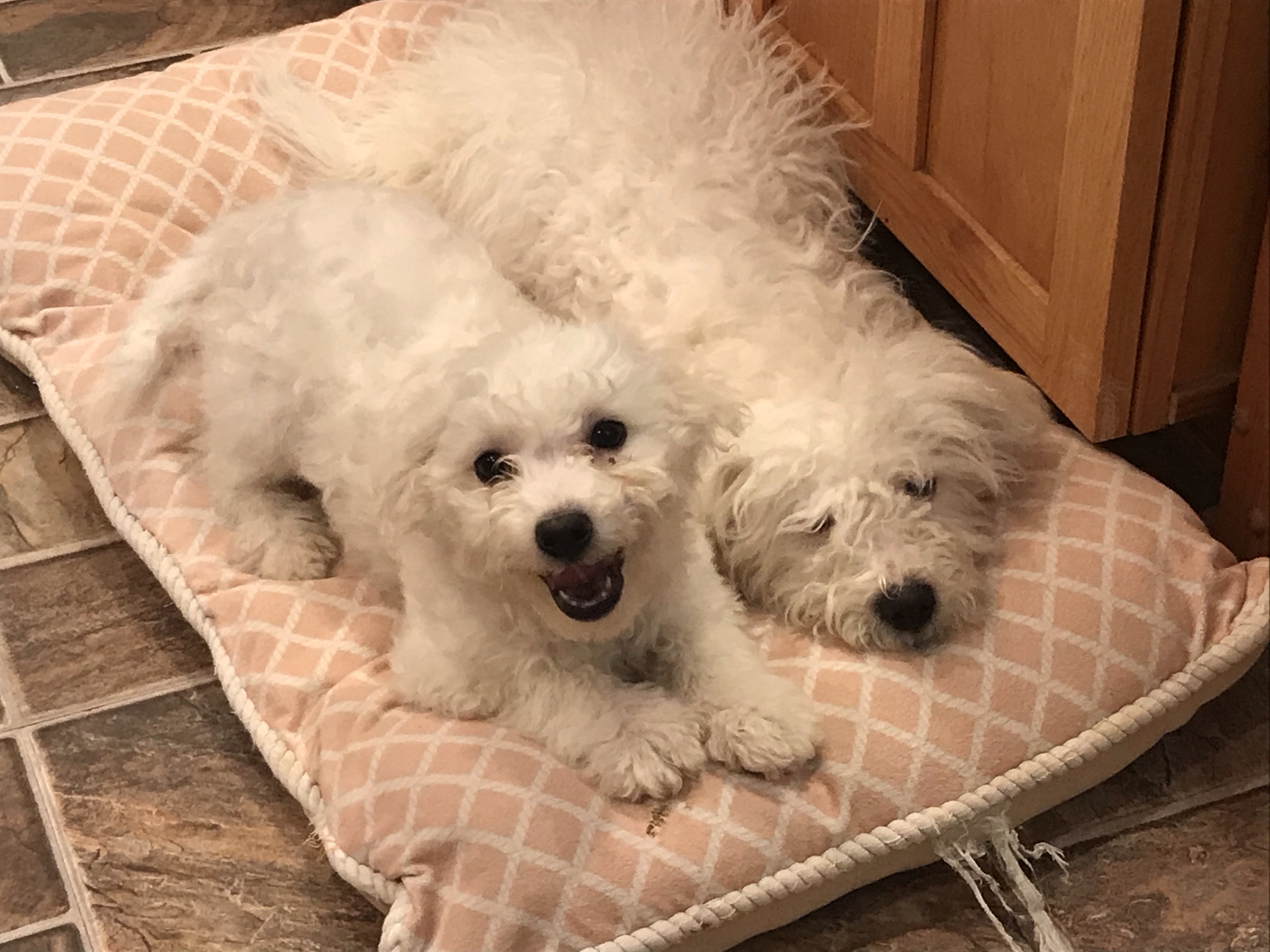 Available Bichon Frise Puppies | SILVER PAW CAVACHONS