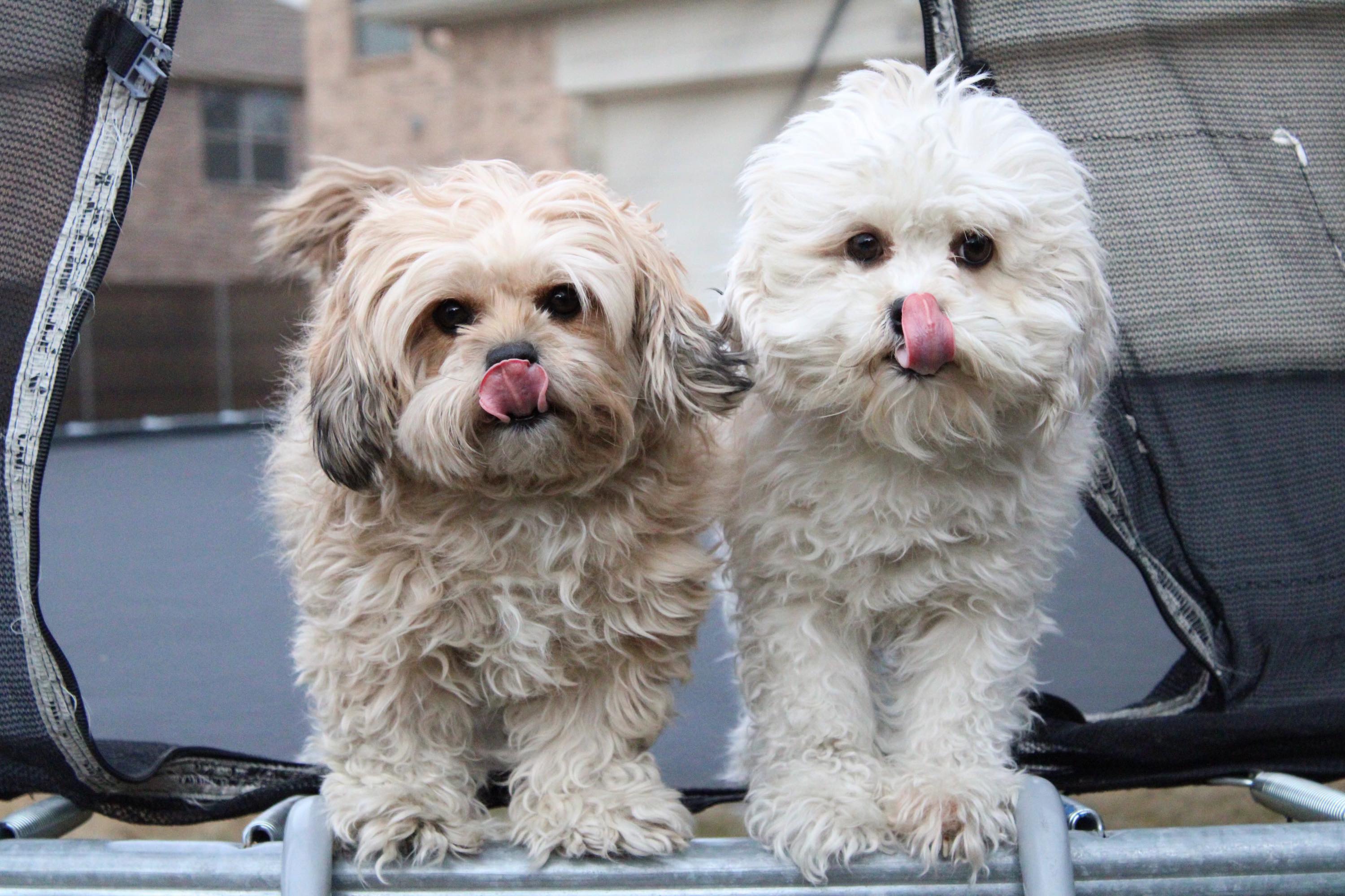 Adults | SILVER PAW CAVACHONS