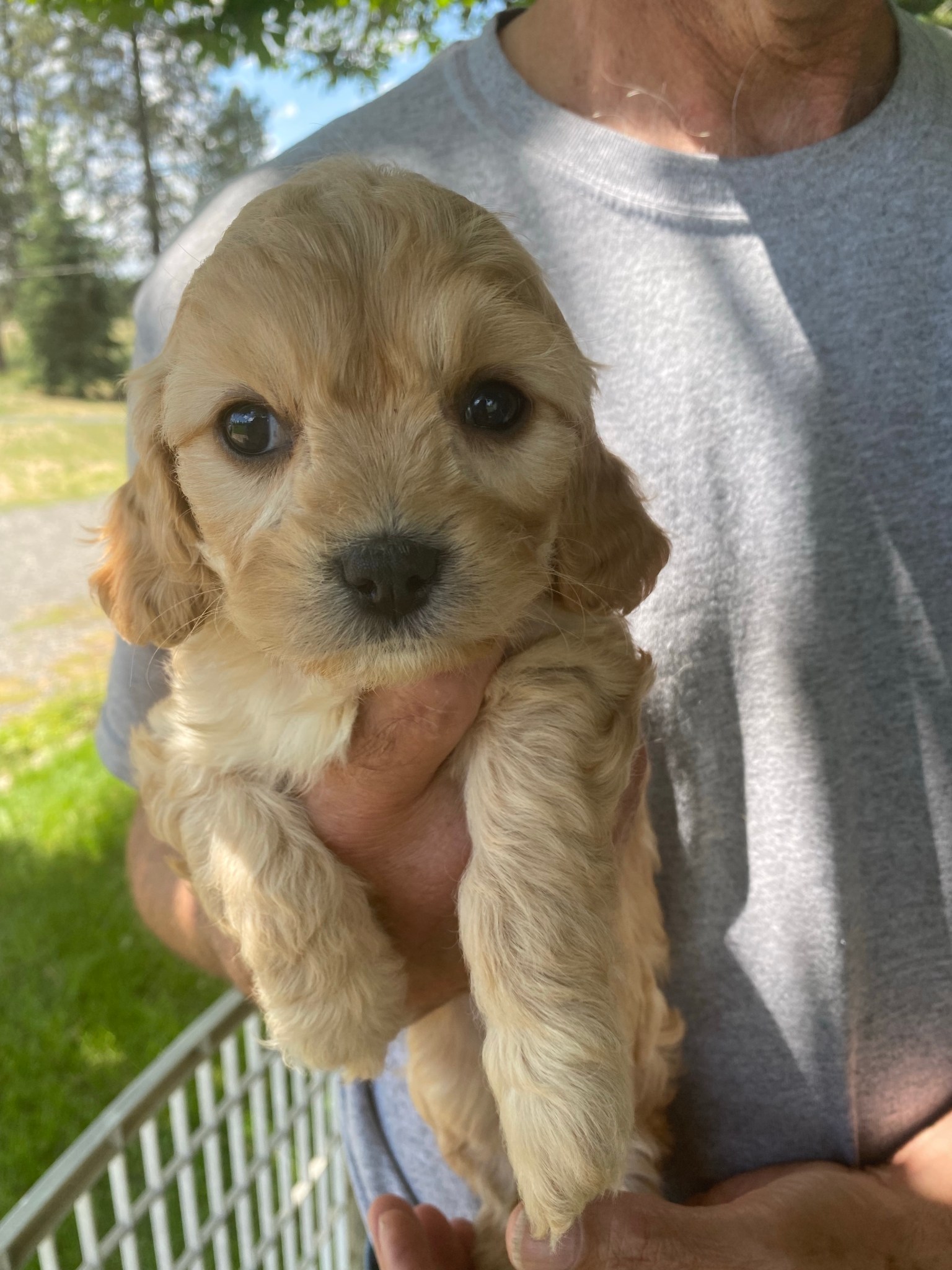 SILVER PAW CAVACHONS | Quality Cavachon Puppies | Page 4