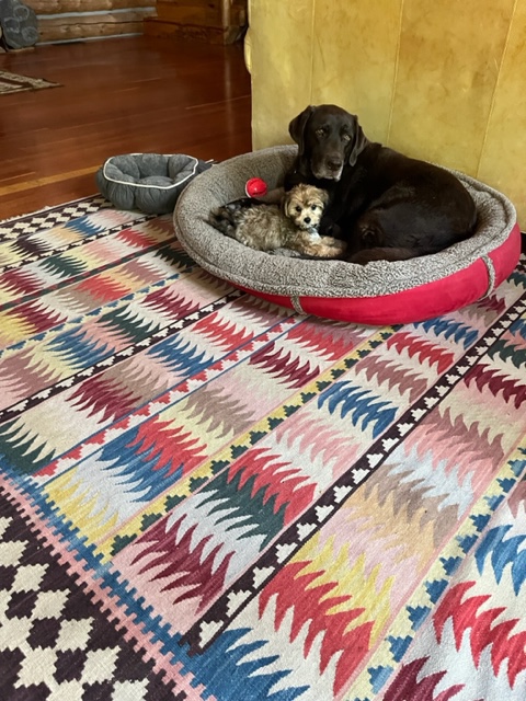 Cocoa Bean AKA “Bean” and Updates | SILVER PAW CAVACHONS