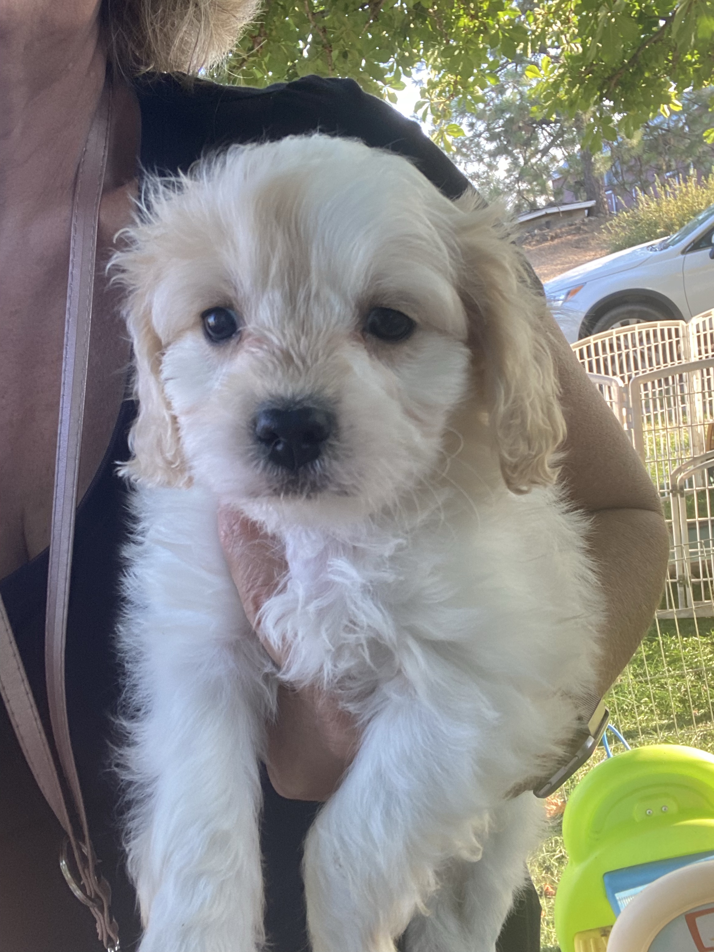 Mimi’s Litter Plus Two | SILVER PAW CAVACHONS