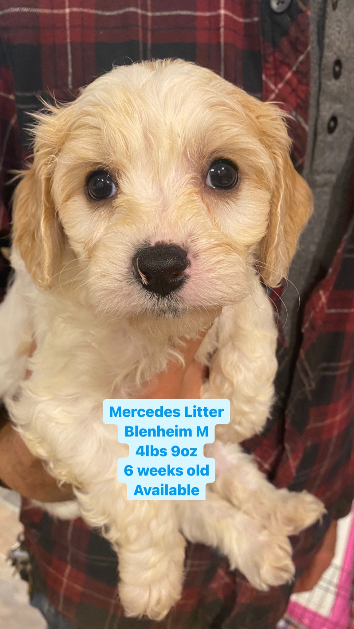 SILVER PAW CAVACHONS | Quality Cavachon Puppies