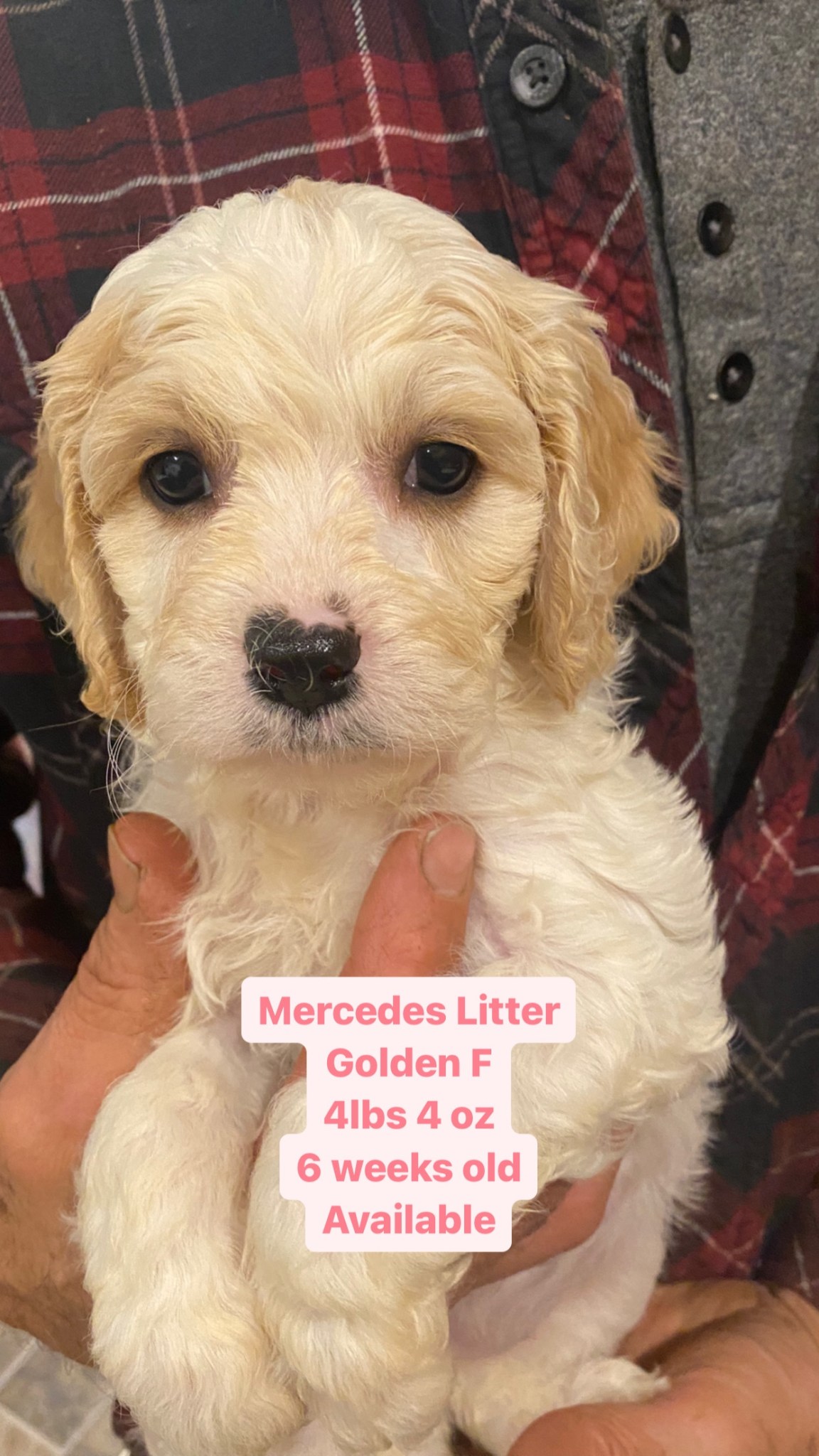 SILVER PAW CAVACHONS | Quality Cavachon Puppies | Page 2