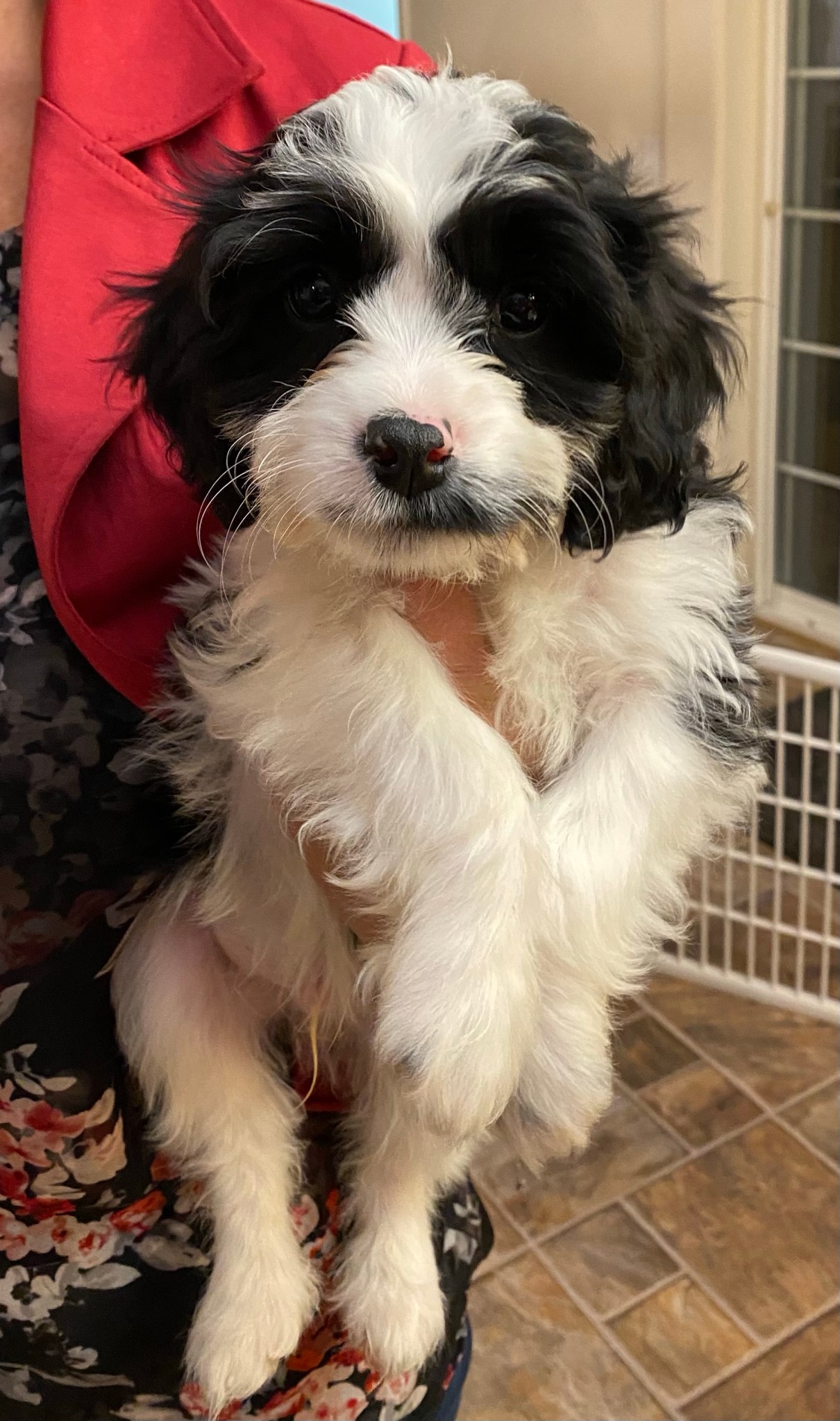 SILVER PAW CAVACHONS | Quality Cavachon Puppies