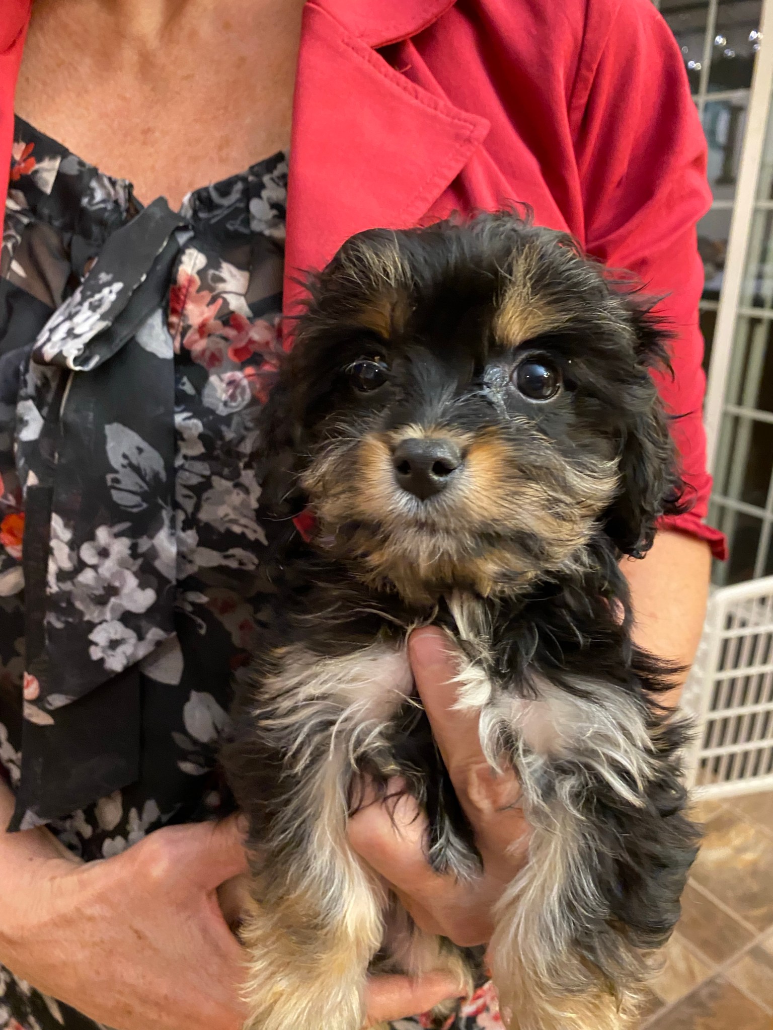 SILVER PAW CAVACHONS | Quality Cavachon Puppies | Page 2