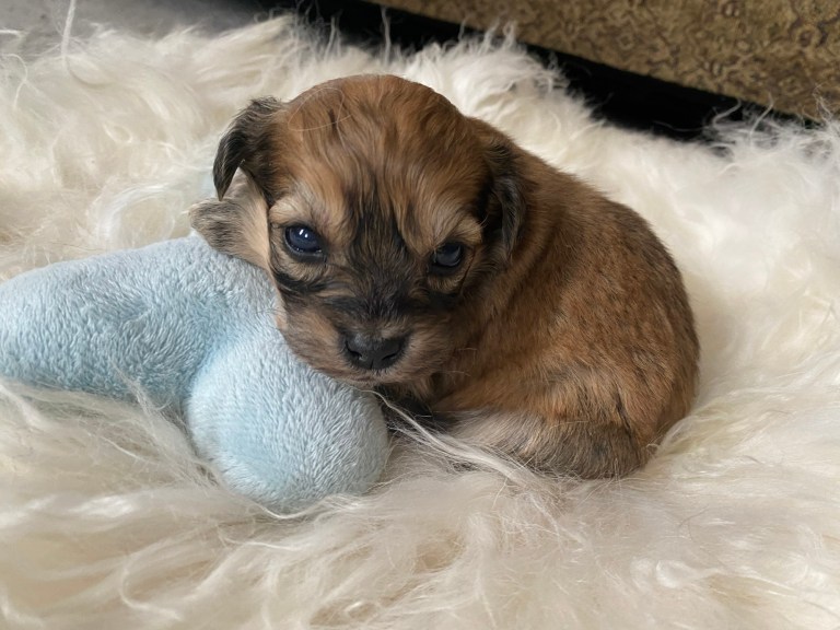 SILVER PAW CAVACHONS | Quality Cavachon Puppies
