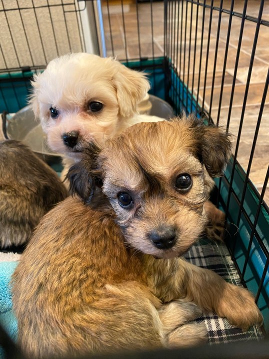 SILVER PAW CAVACHONS | Quality Cavachon Puppies