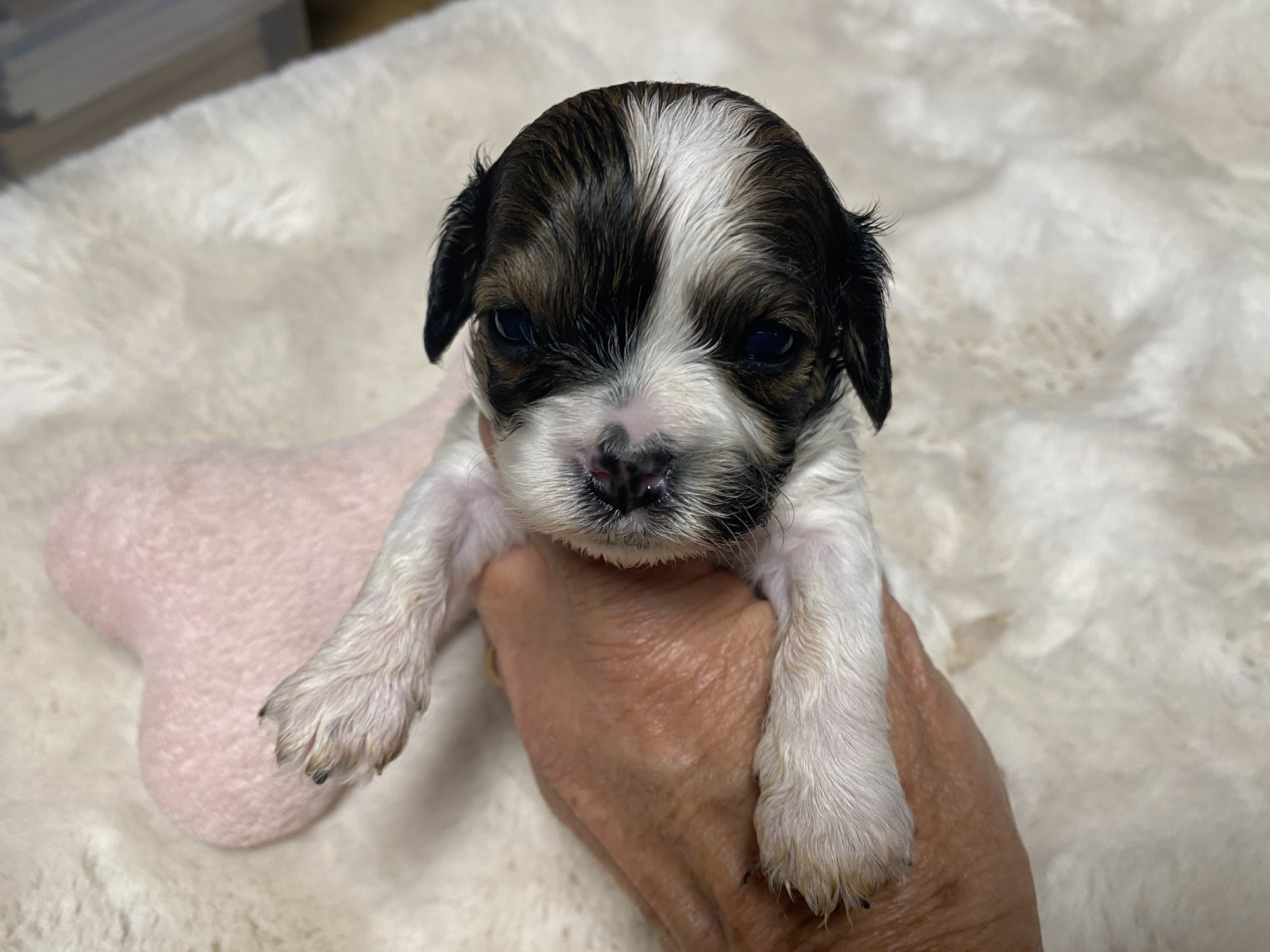 SILVER PAW CAVACHONS | Quality Cavachon Puppies