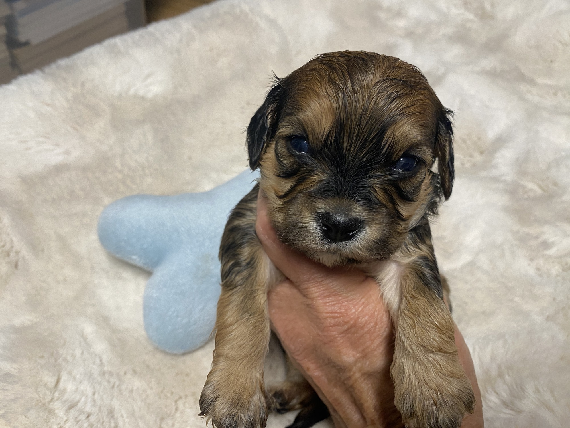 SILVER PAW CAVACHONS | Quality Cavachon Puppies