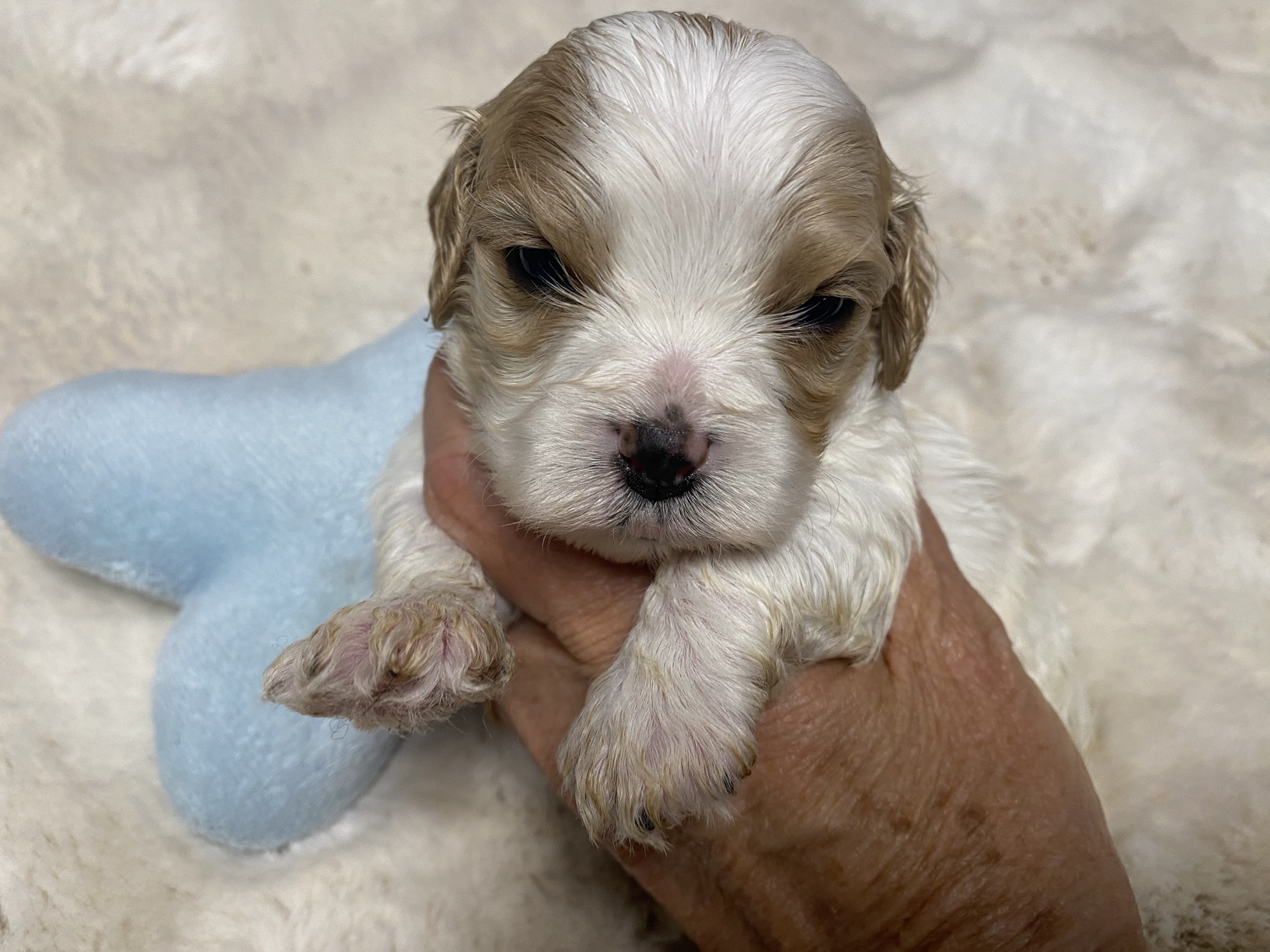 SILVER PAW CAVACHONS | Quality Cavachon Puppies
