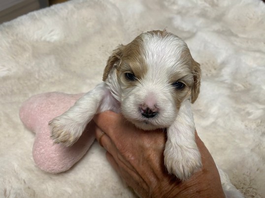 SILVER PAW CAVACHONS | Quality Cavachon Puppies