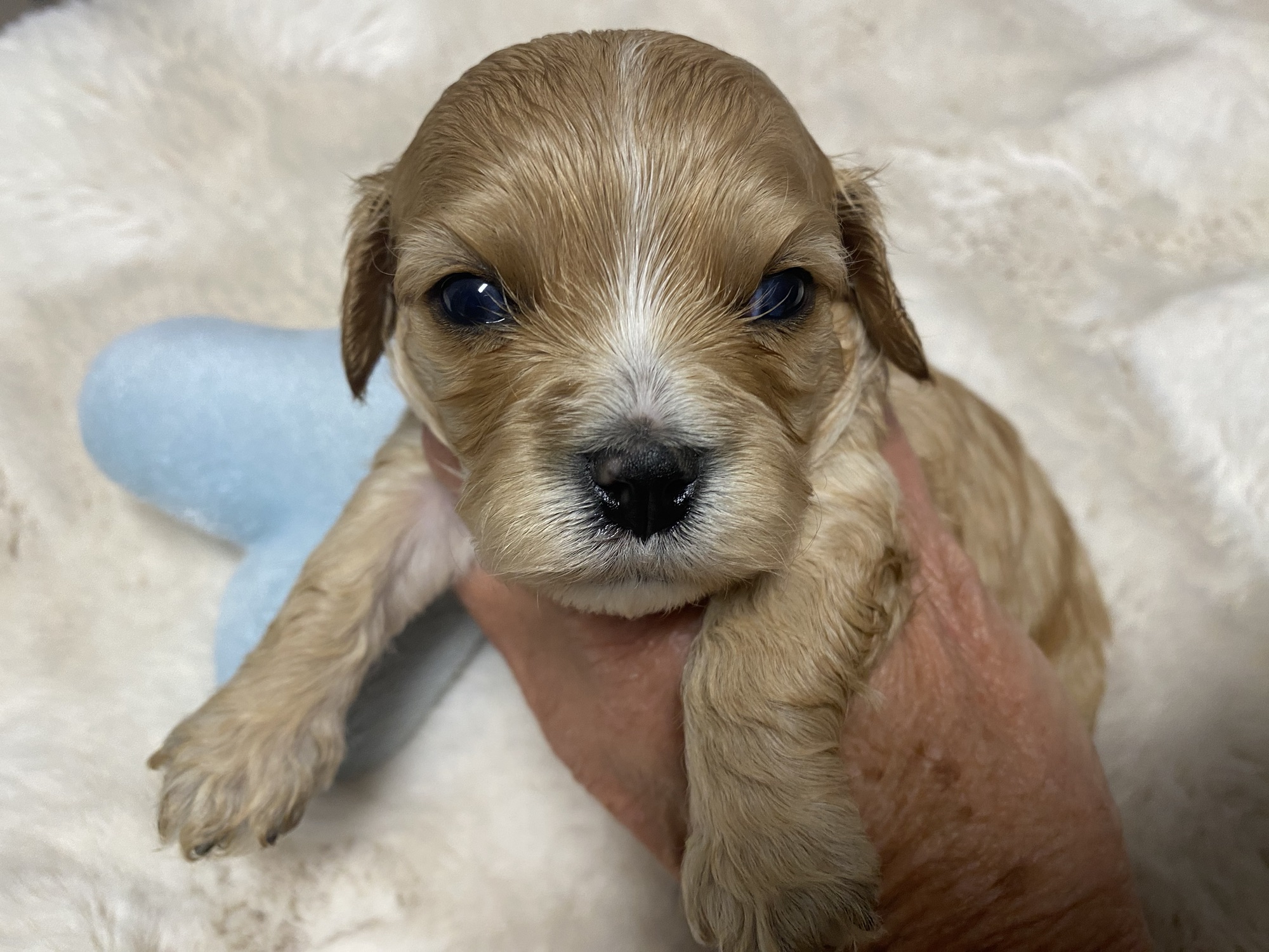 SILVER PAW CAVACHONS | Quality Cavachon Puppies