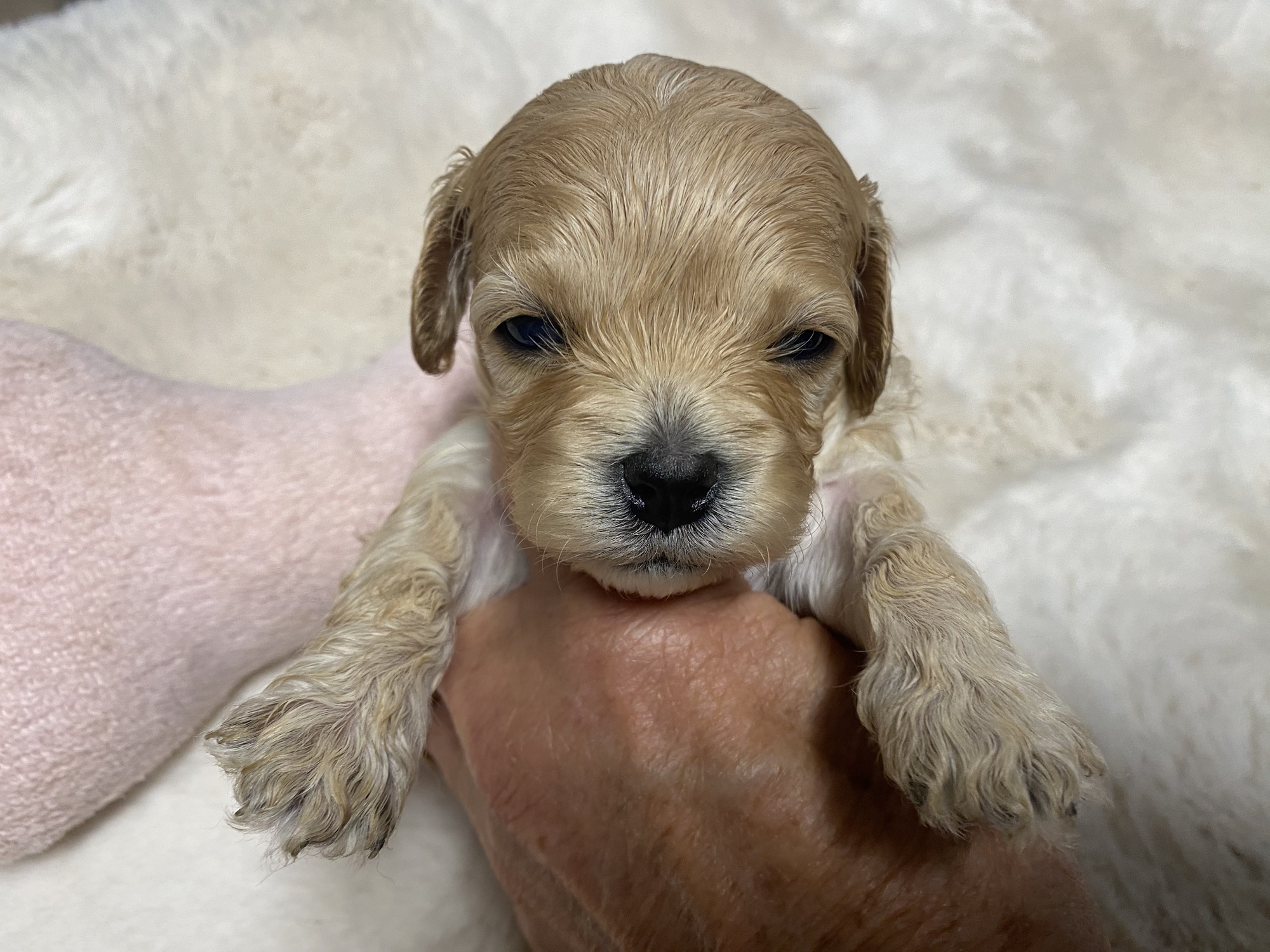 SILVER PAW CAVACHONS | Quality Cavachon Puppies