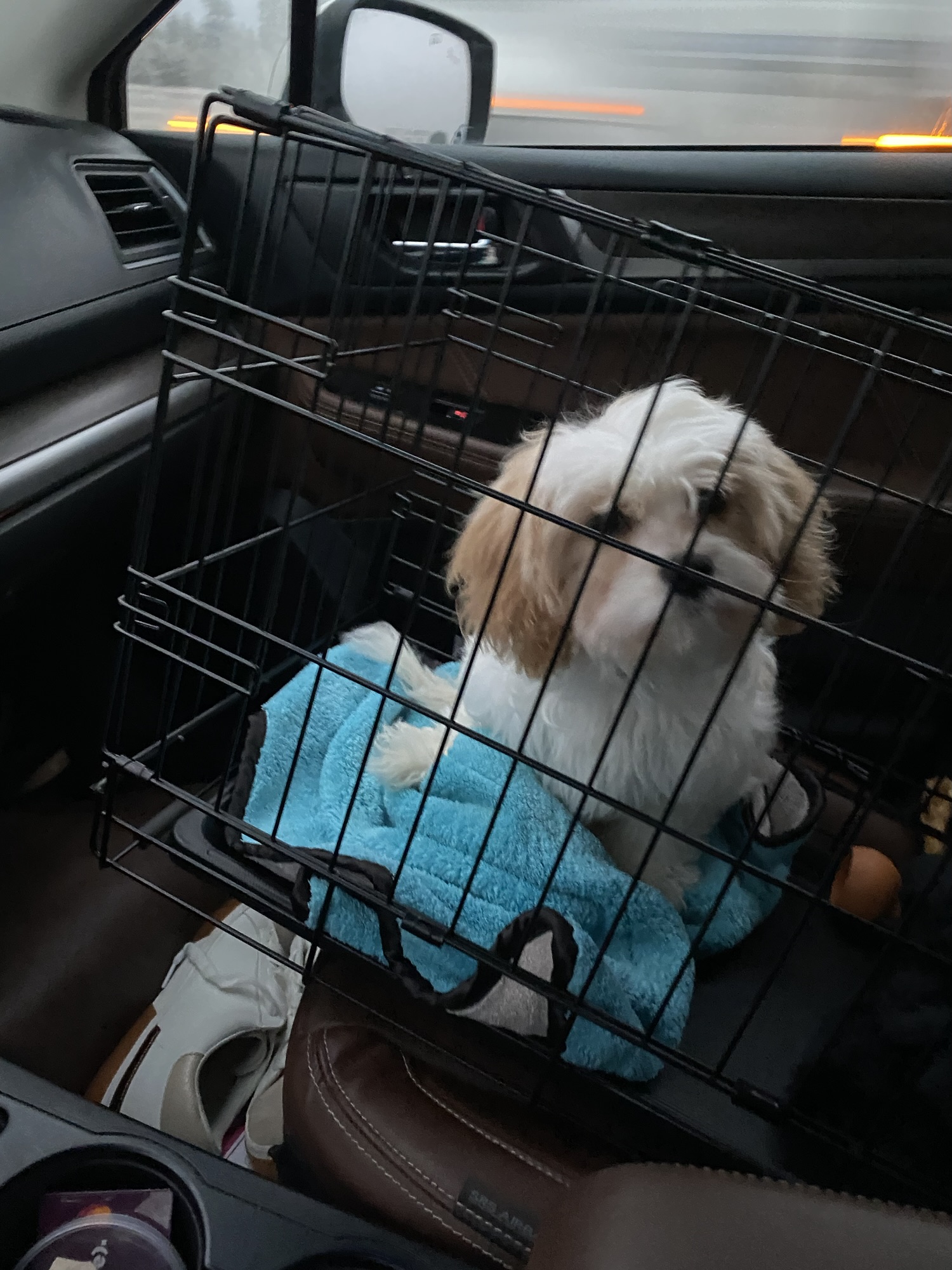 SILVER PAW CAVACHONS | Quality Cavachon Puppies