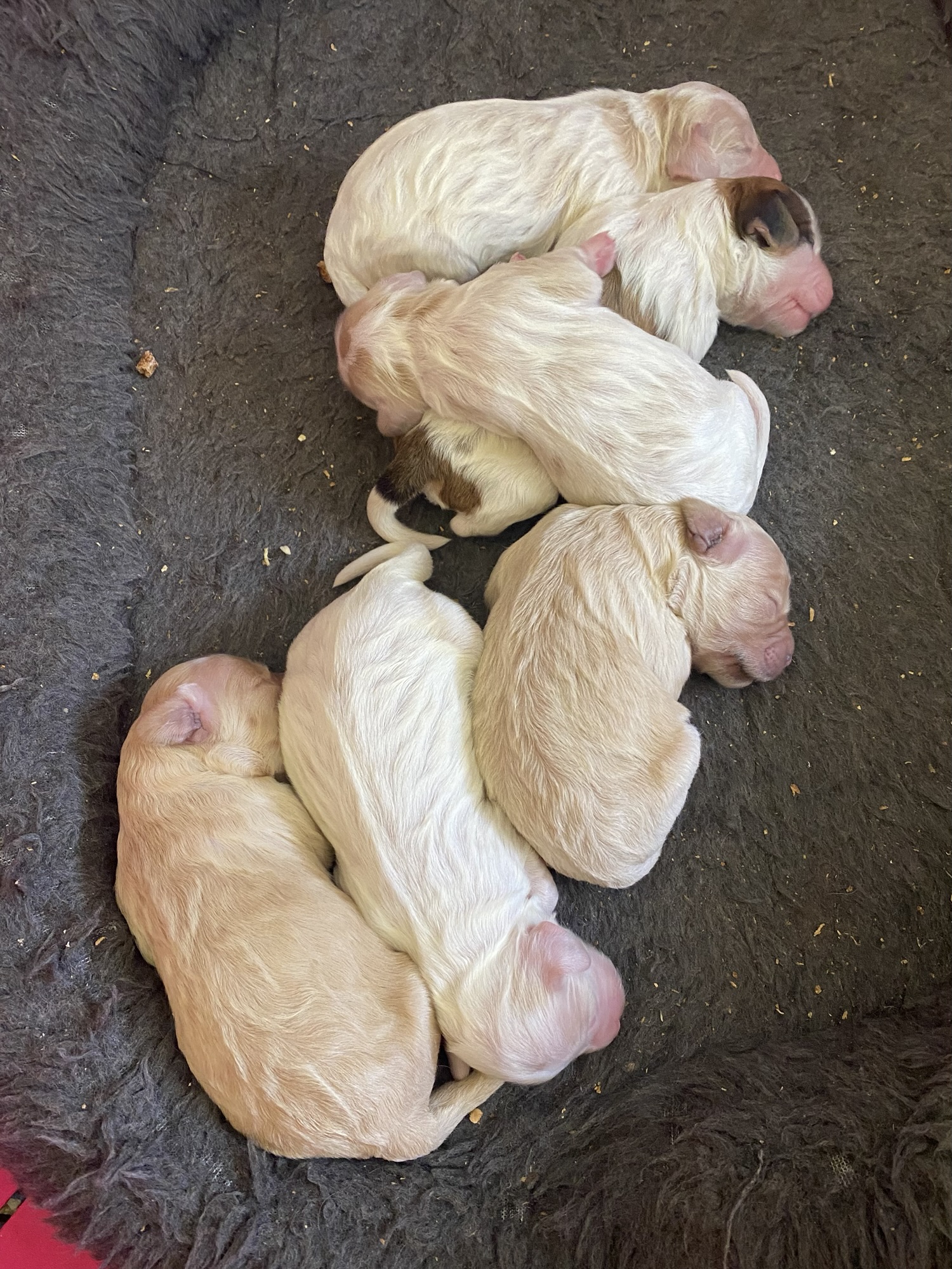 SILVER PAW CAVACHONS | Quality Cavachon Puppies