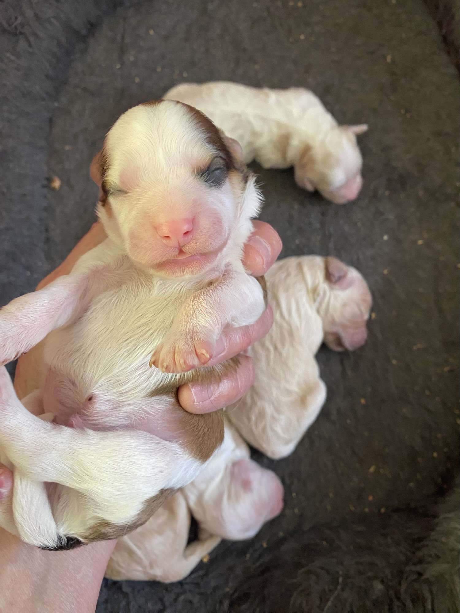 SILVER PAW CAVACHONS | Quality Cavachon Puppies